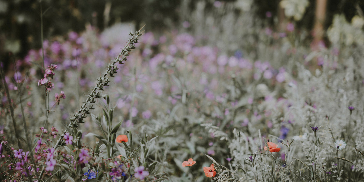 50 Quotes about Living in the Moment (And Finding Peace Here)– Healing ...