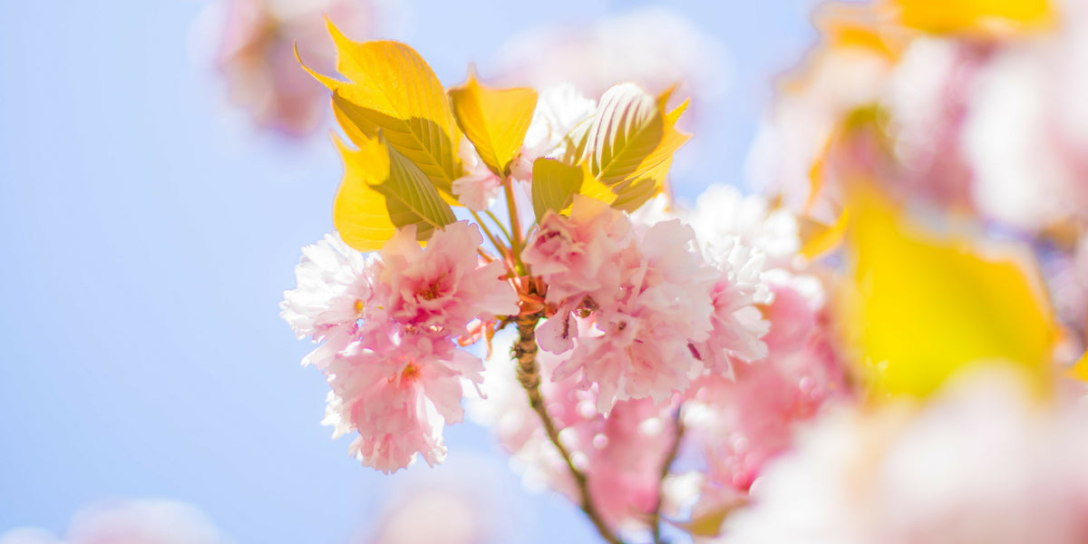 31 Quotes about Life to Remind You That Life Is Beautiful– Healing Brave