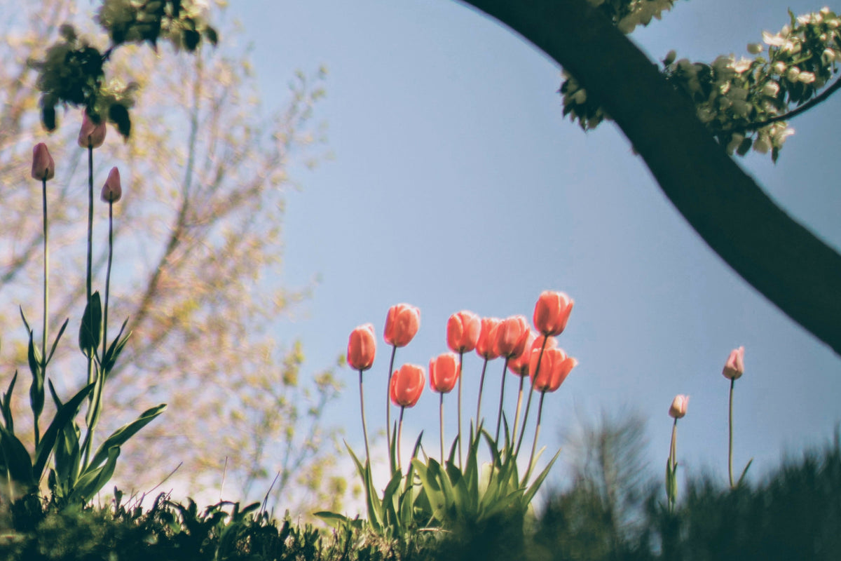 5 Short Nature Poems to Embrace This Season– Healing Brave