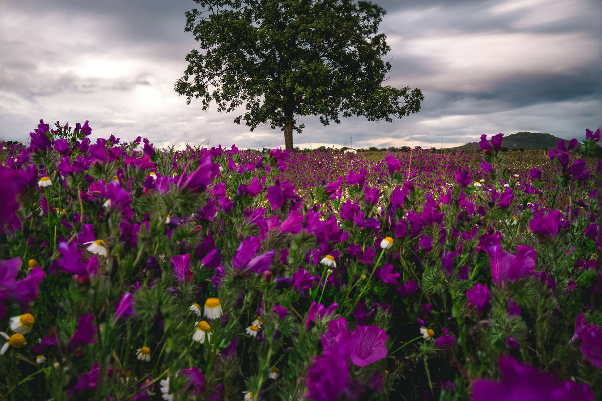 Read This Poem about Letting Go… So You Can Feel Free Again– Healing Brave