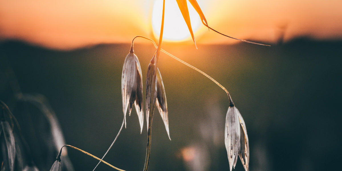 A Poem to Invite + Unite with the Energy of Abundance– Healing Brave