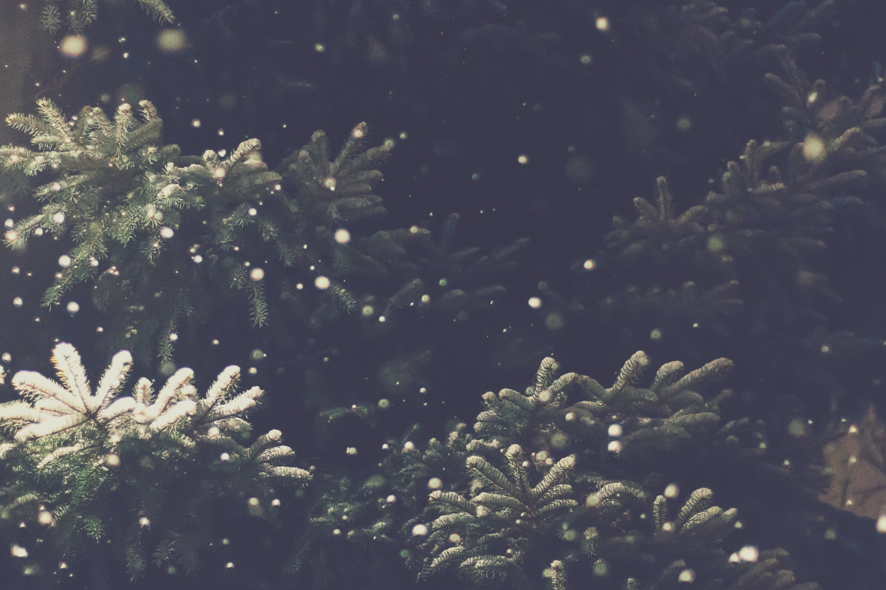 21 Winter Quotes to Help You Embrace Your Season of Rest– Healing Brave