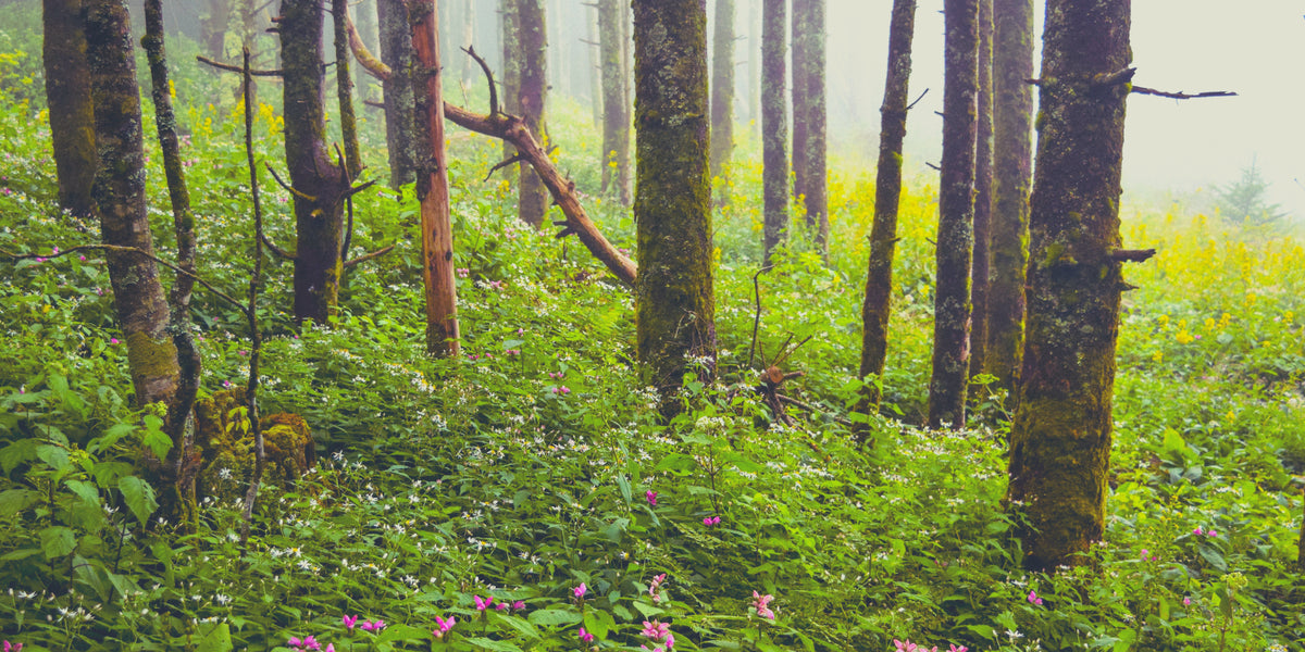 A Short Spring Poem to Welcome the New Season– Healing Brave