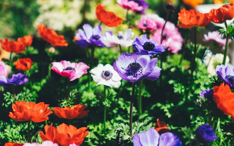 An Appreciation Poem for True Abundance in Life– Healing Brave