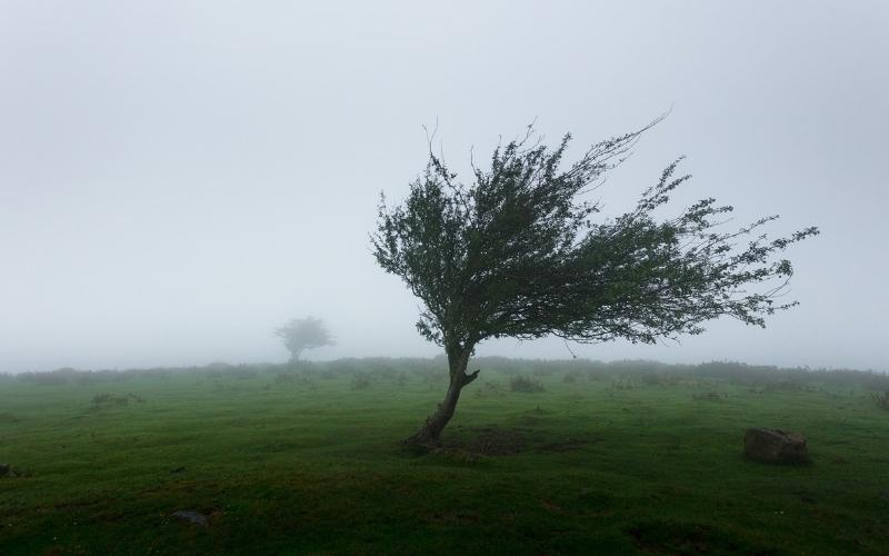 Hurricane // A Poem by Mary Oliver– Healing Brave