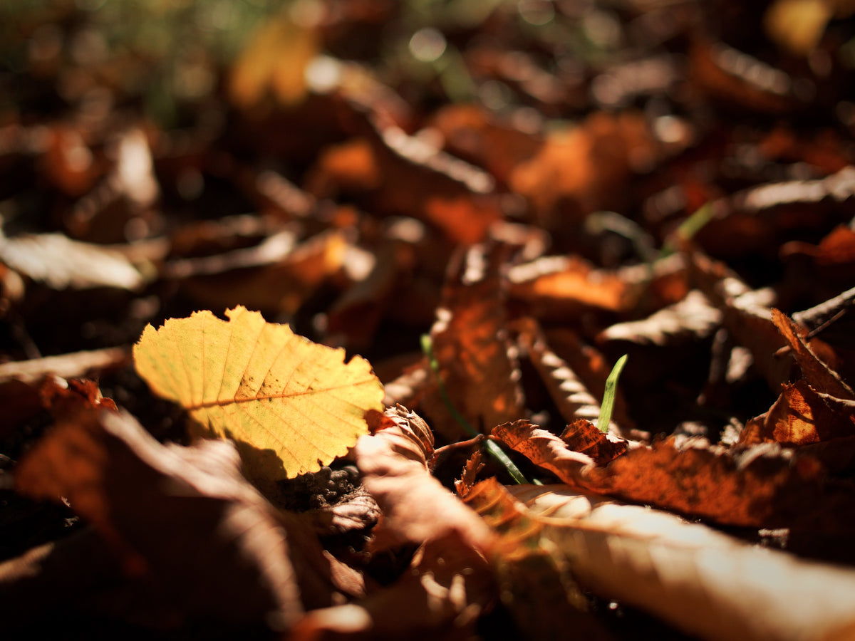 5 November Reminders to Appreciate the Little Things– Healing Brave